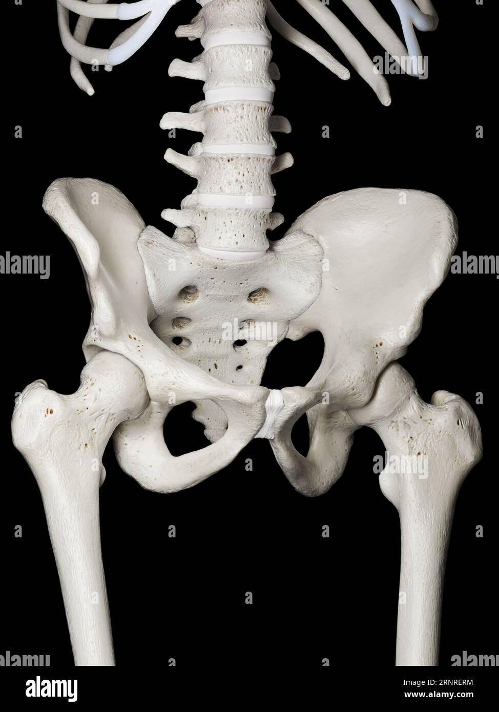Hip bone, illustration Stock Photo - Alamy