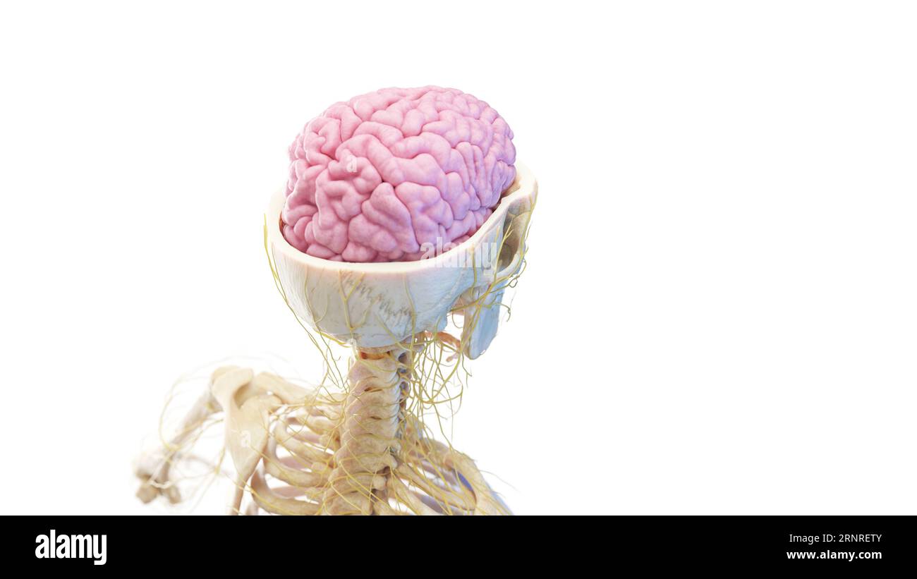 Skull and brain, illustration Stock Photo - Alamy