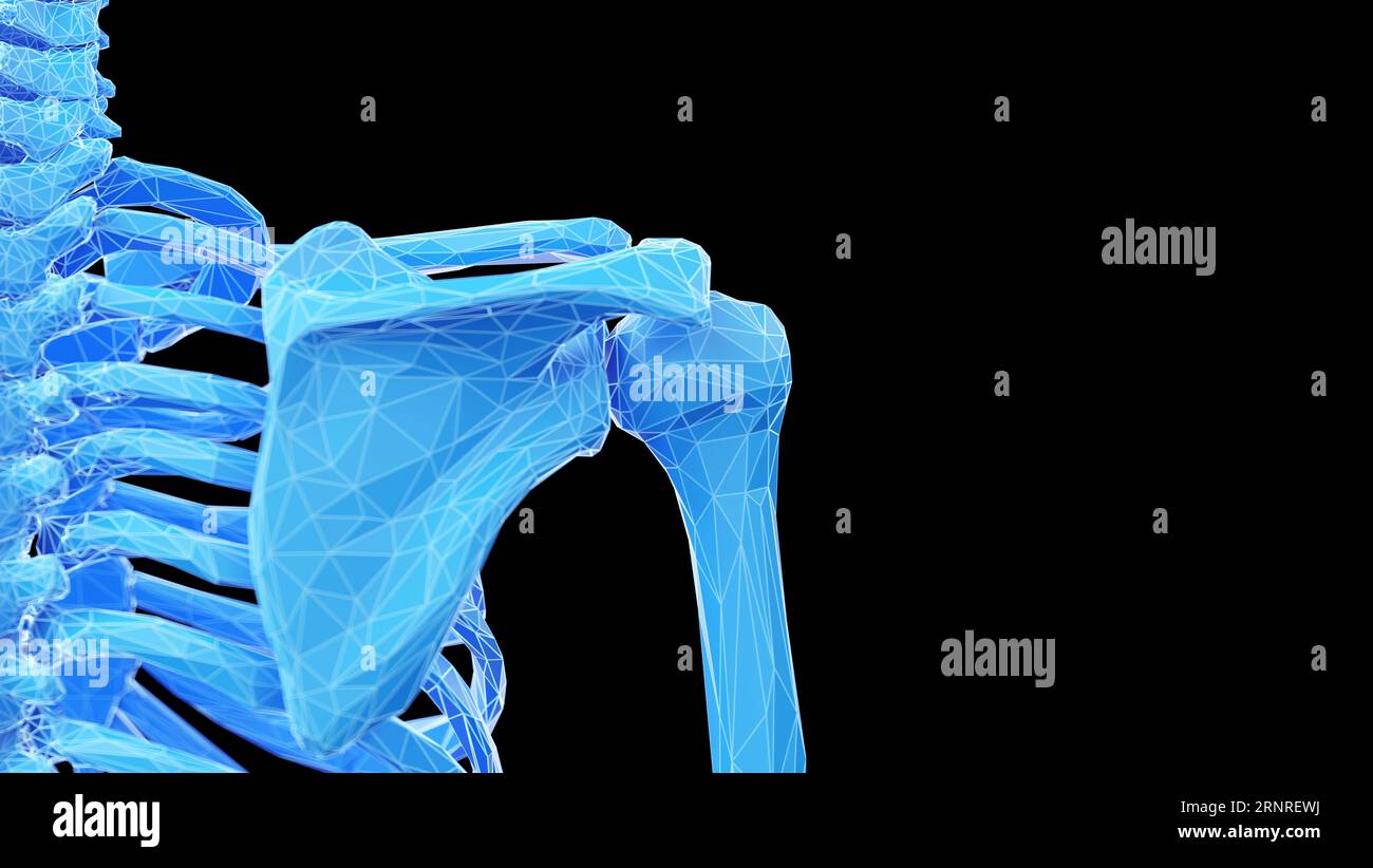 Shoulder bones, illustration Stock Photo - Alamy