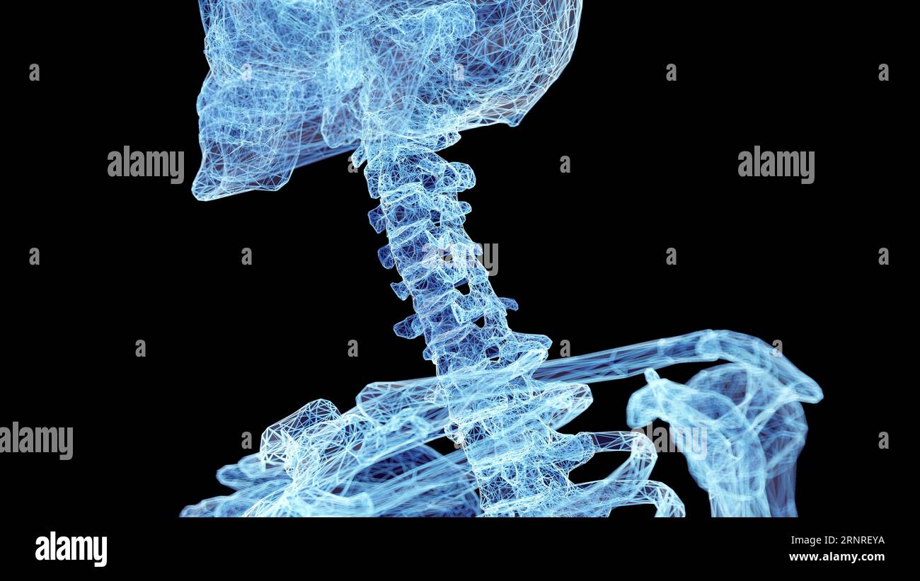 Neck bones, illustration Stock Photo - Alamy
