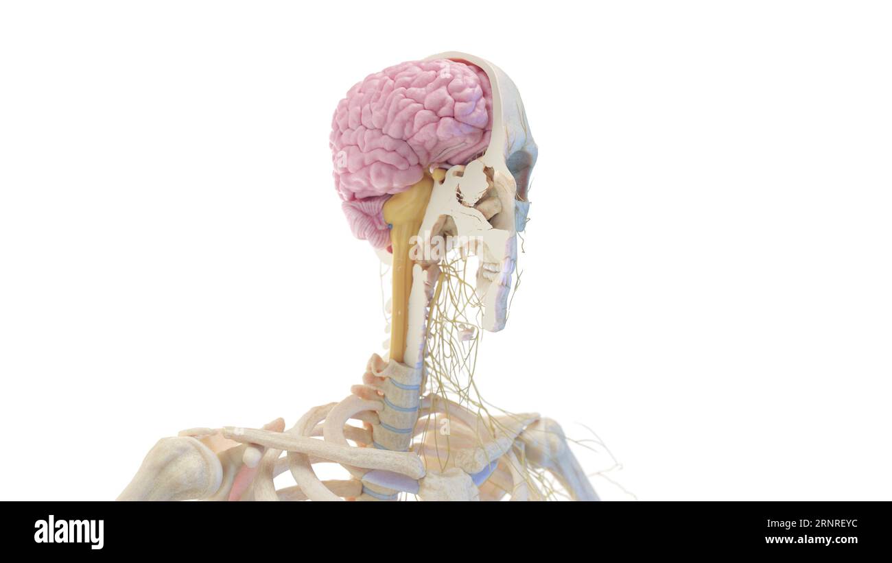 Skull and brain, illustration Stock Photo - Alamy