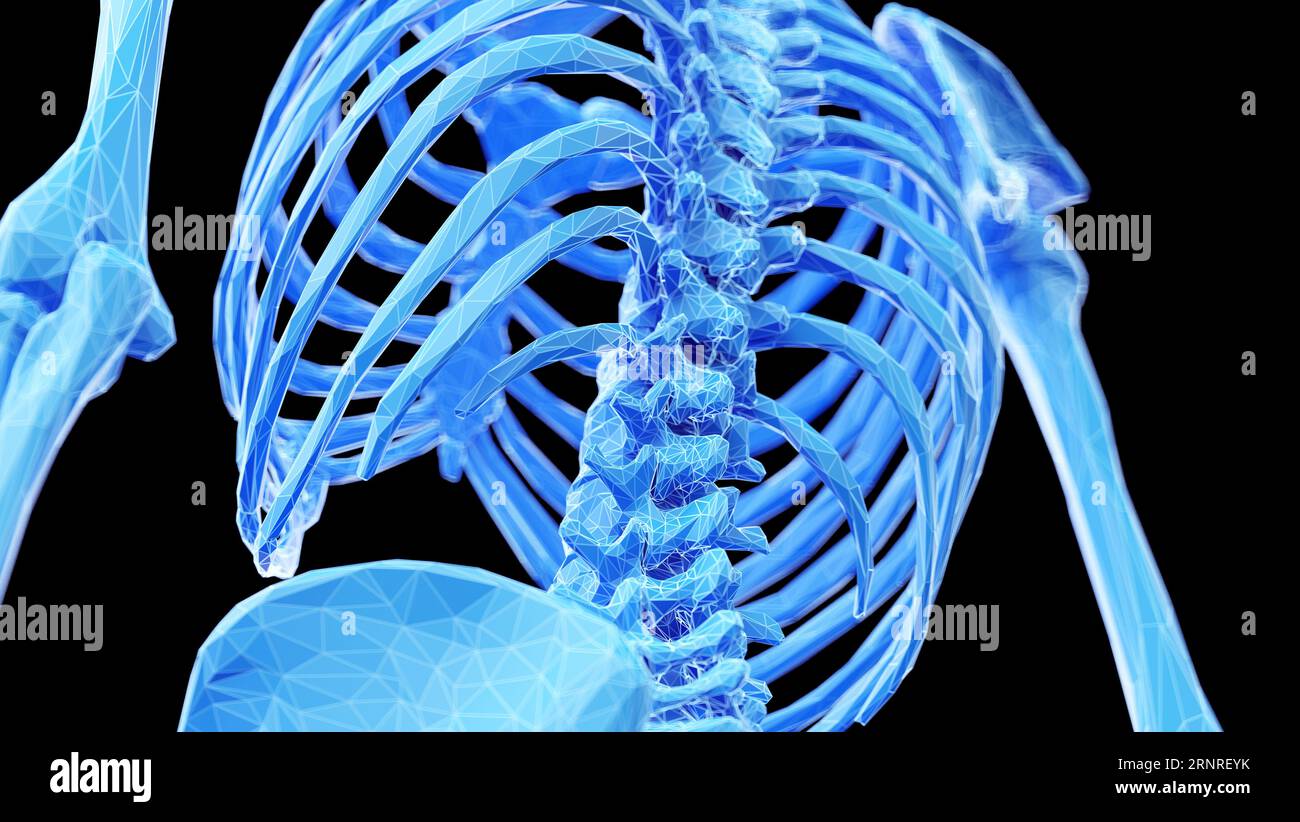 Back bones, illustration Stock Photo - Alamy