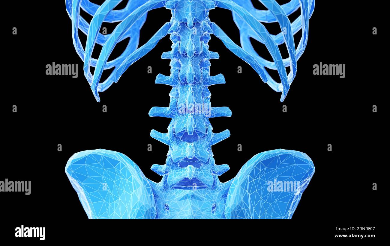 Back bones, illustration Stock Photo - Alamy