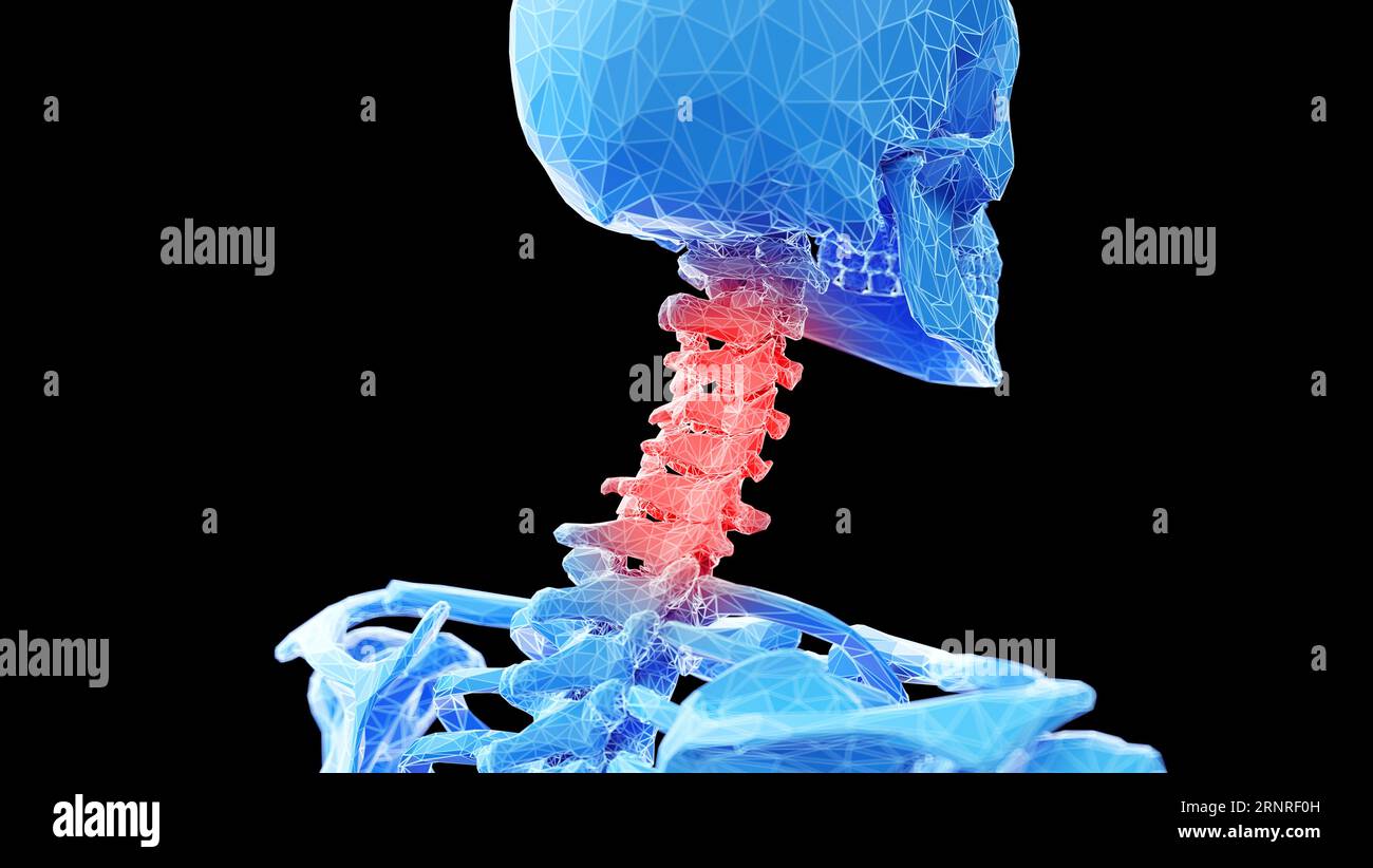 Cervical spine bones, illustration Stock Photo - Alamy