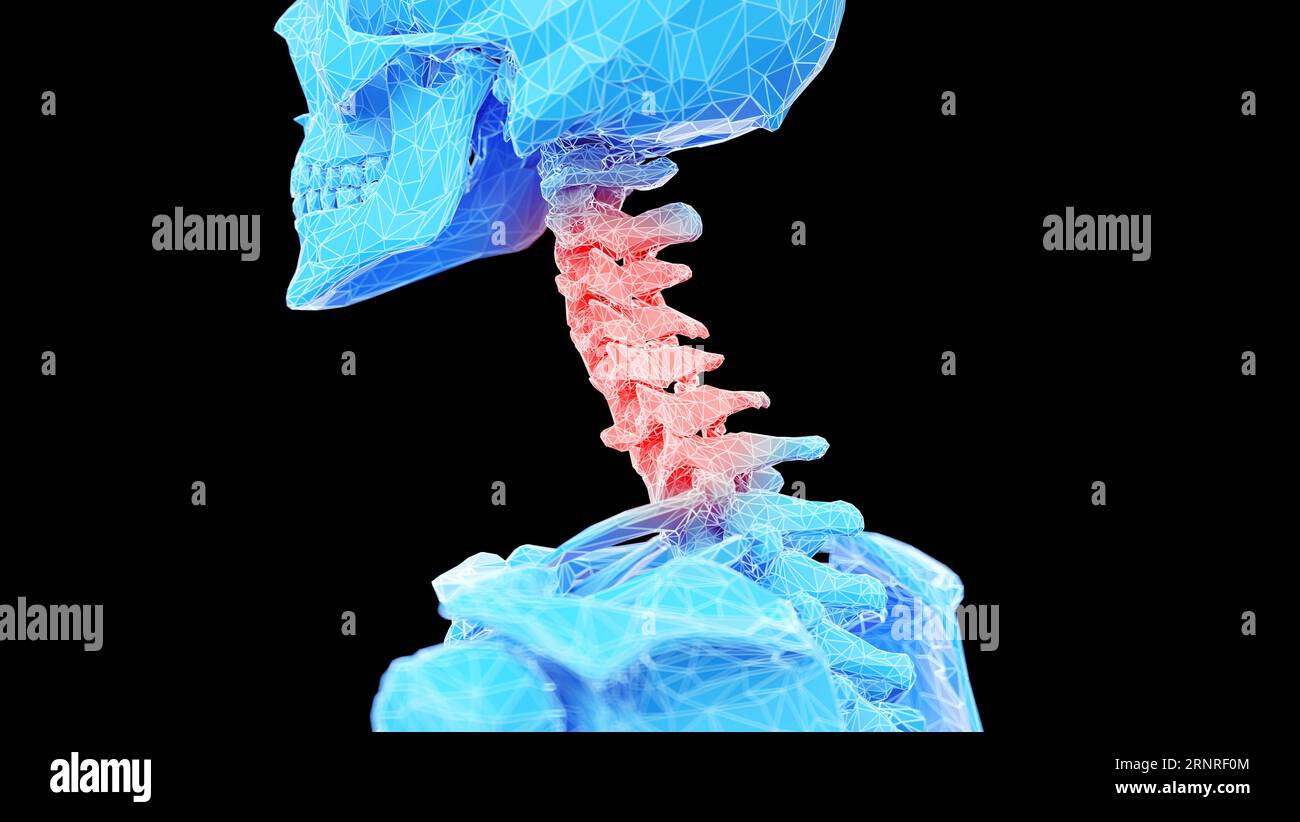 Cervical spine bones, illustration Stock Photo - Alamy