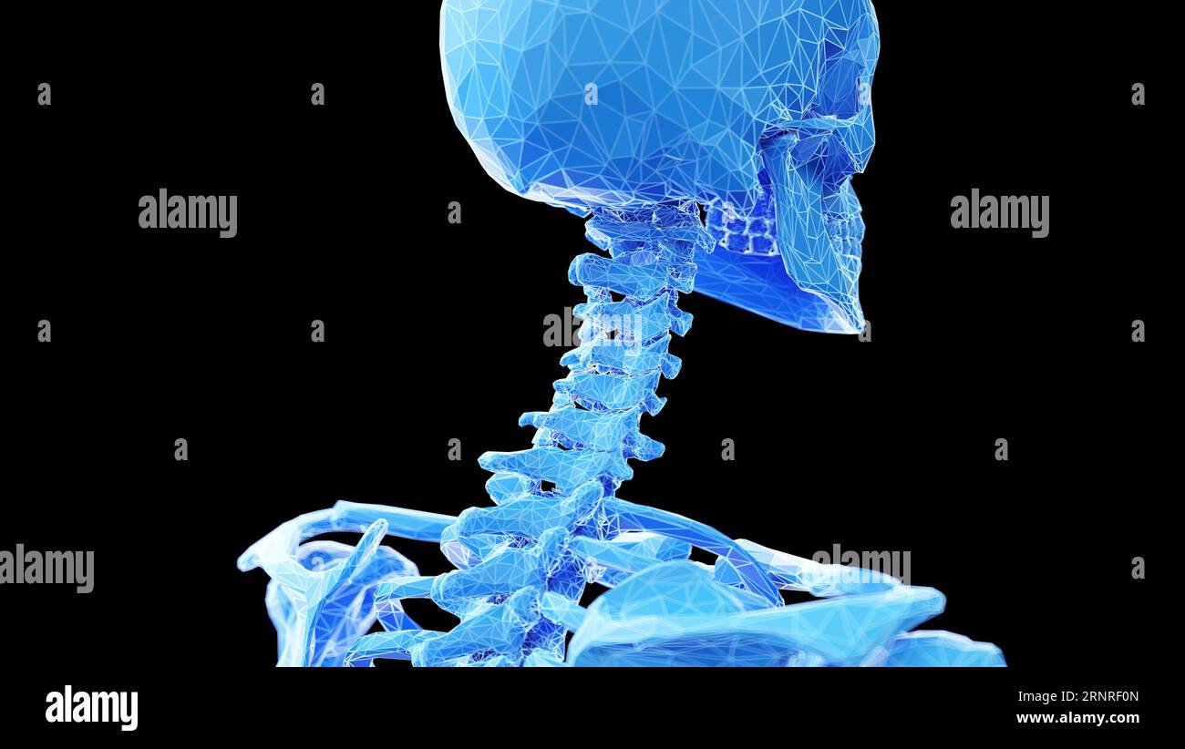 Cervical spine bones, illustration Stock Photo - Alamy