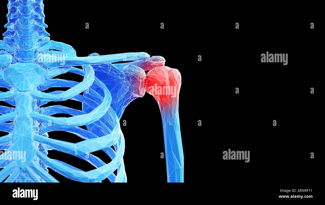Shoulder bones, illustration Stock Photo - Alamy