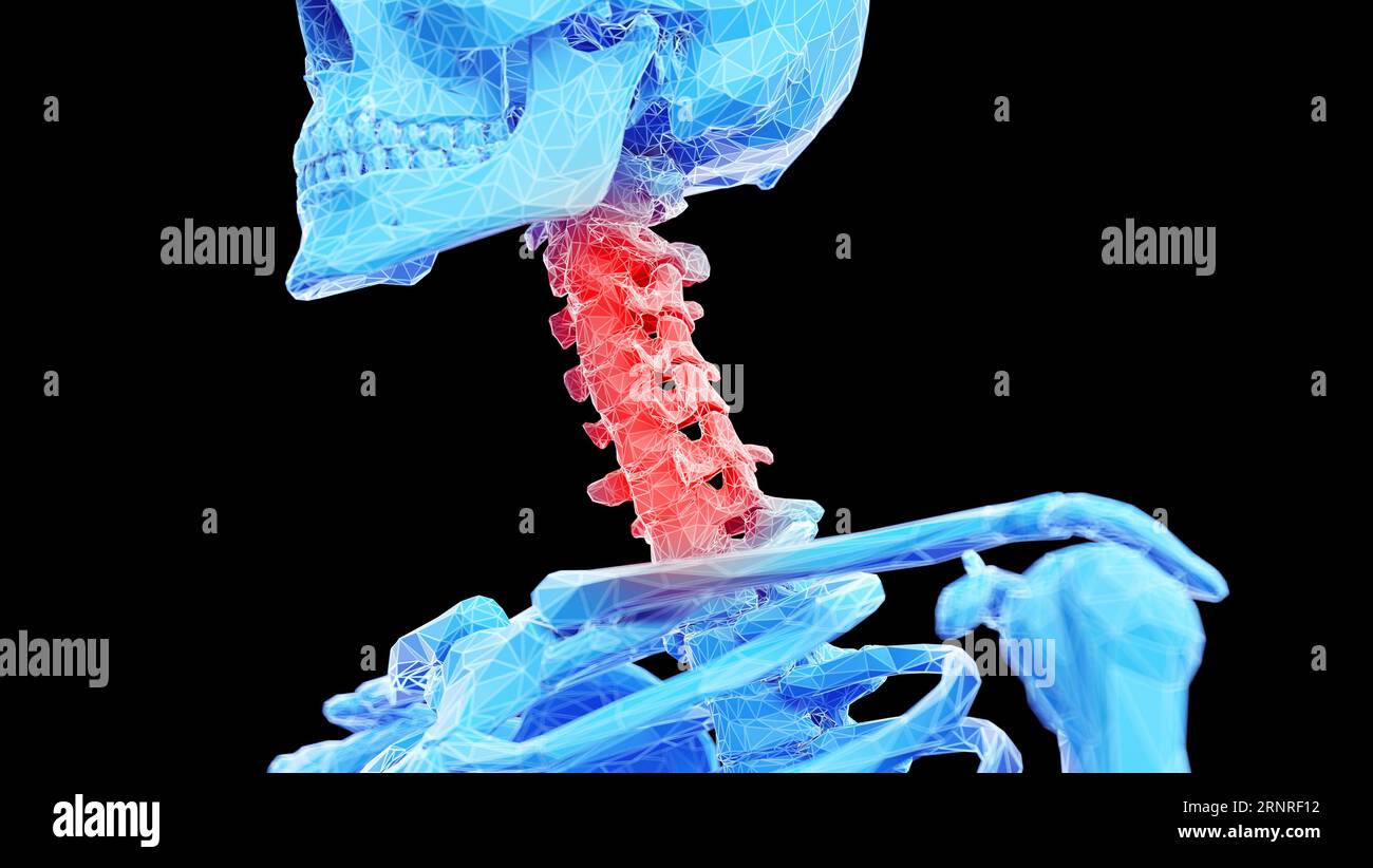 Cervical spine bones, illustration Stock Photo - Alamy