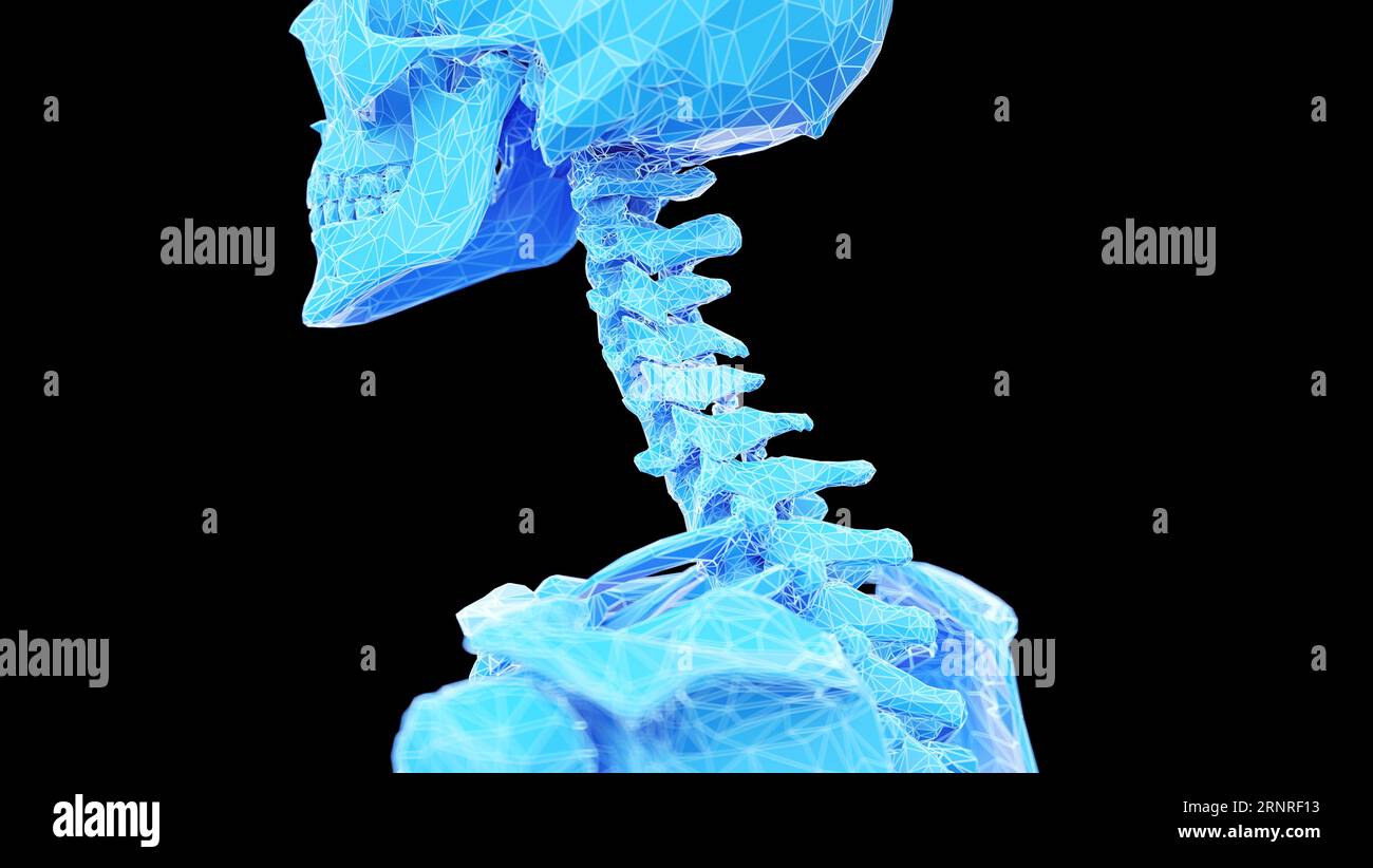 Cervical spine bones, illustration Stock Photo - Alamy