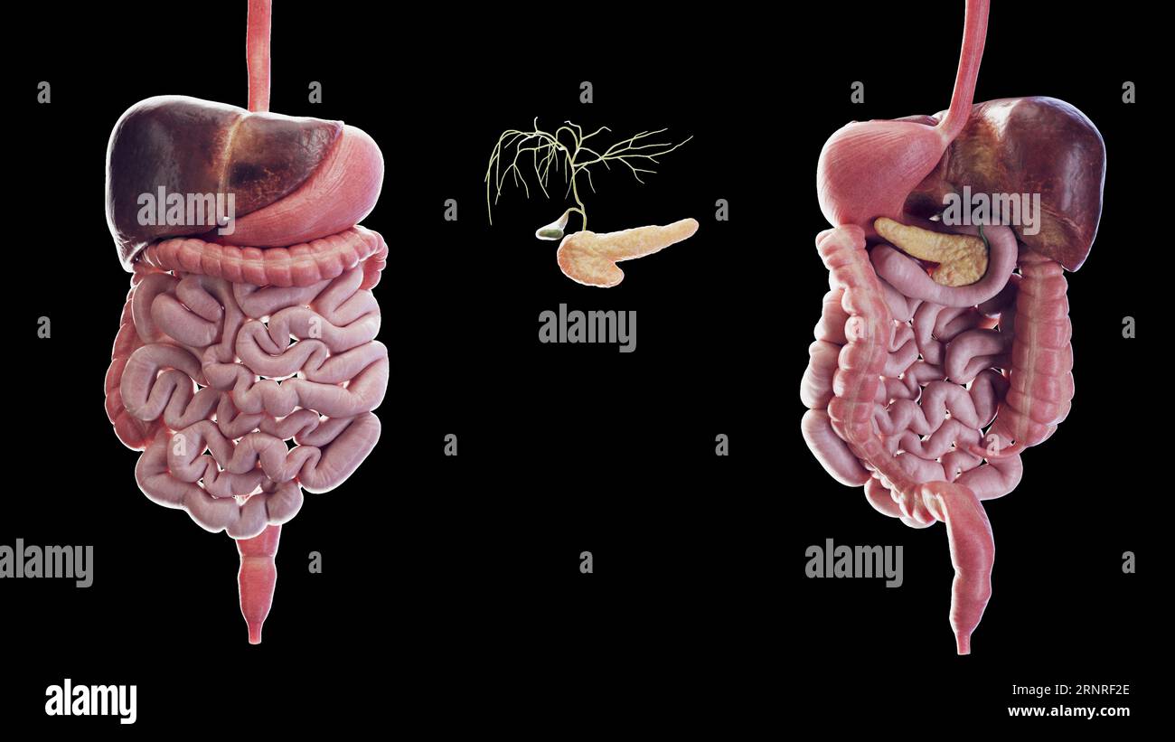 Digestive system, illustration Stock Photo - Alamy