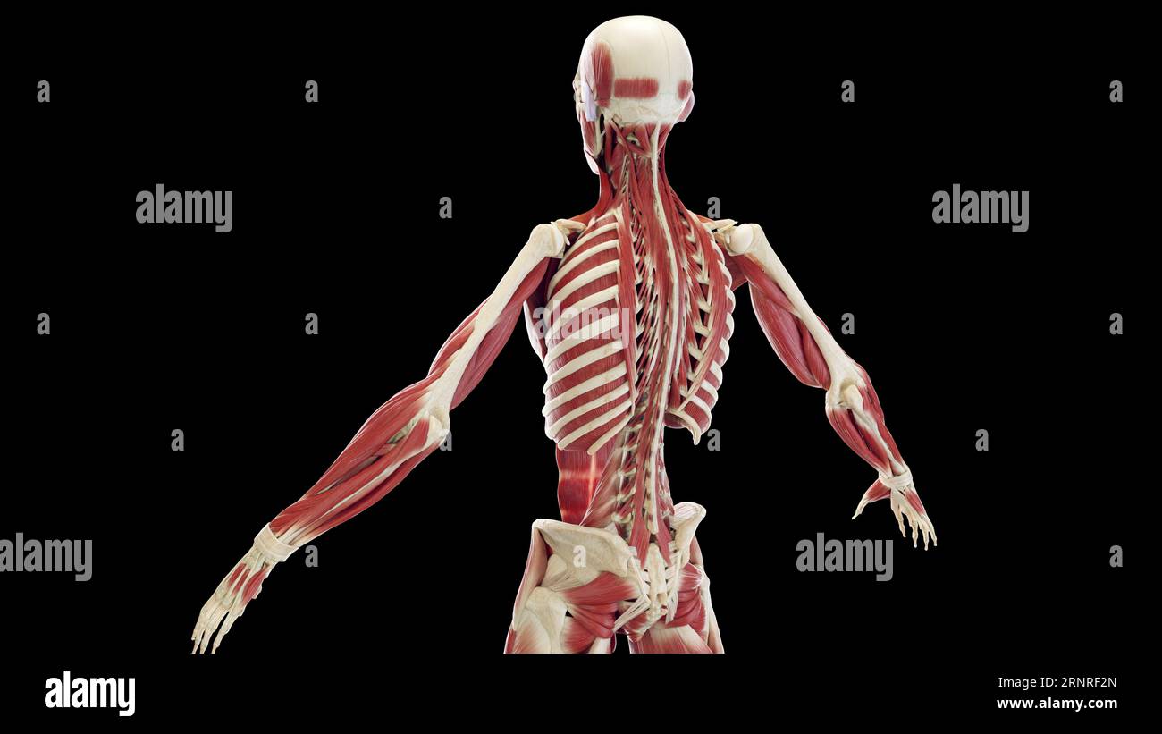 Posterior muscles hi-res stock photography and images - Alamy