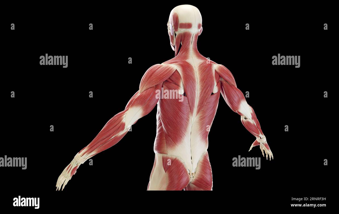 Male posterior muscles, illustration Stock Photo - Alamy