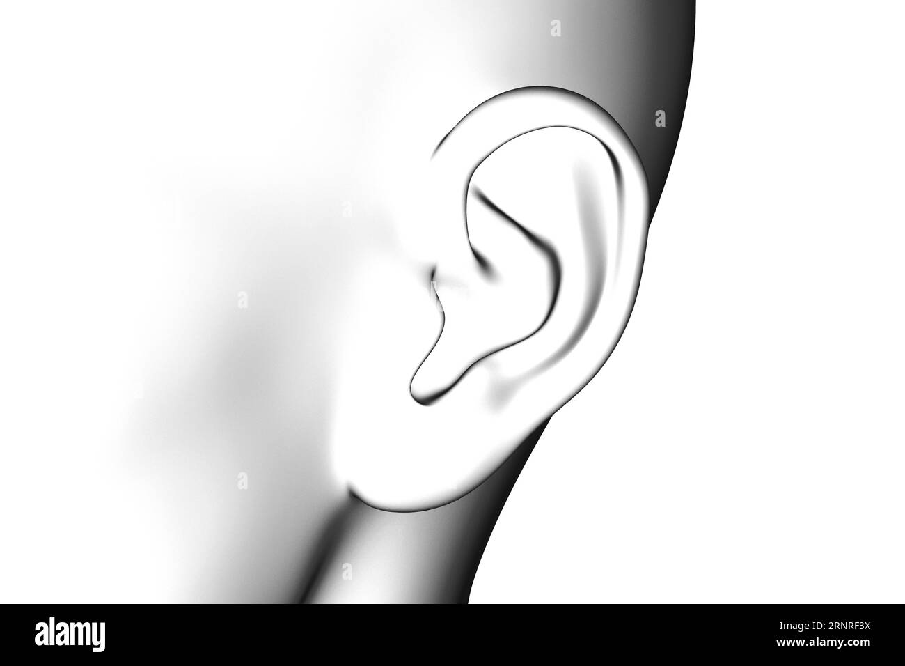 Female ear, illustration Stock Photo - Alamy