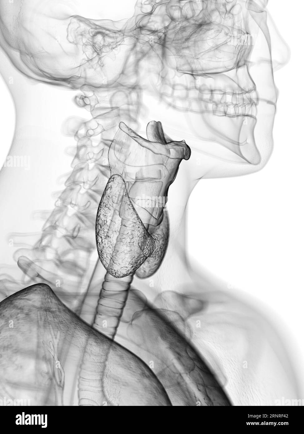 Throat anatomy, illustration Stock Photo - Alamy