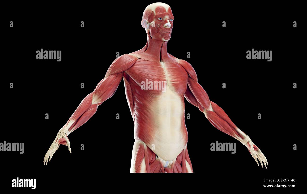 Male anterior muscles, illustration Stock Photo - Alamy