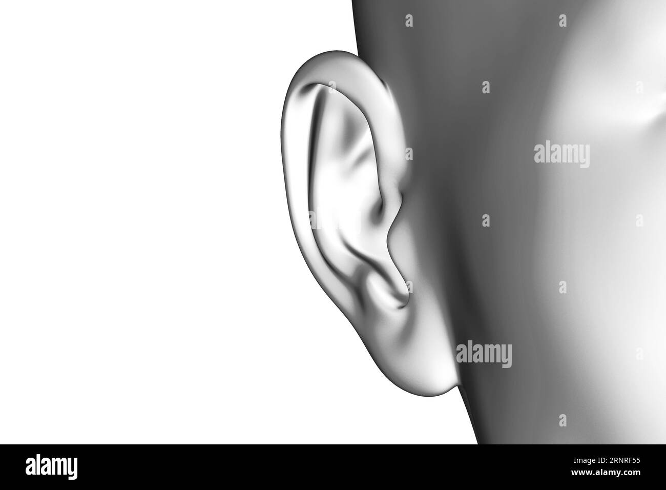 Female ear, illustration Stock Photo - Alamy