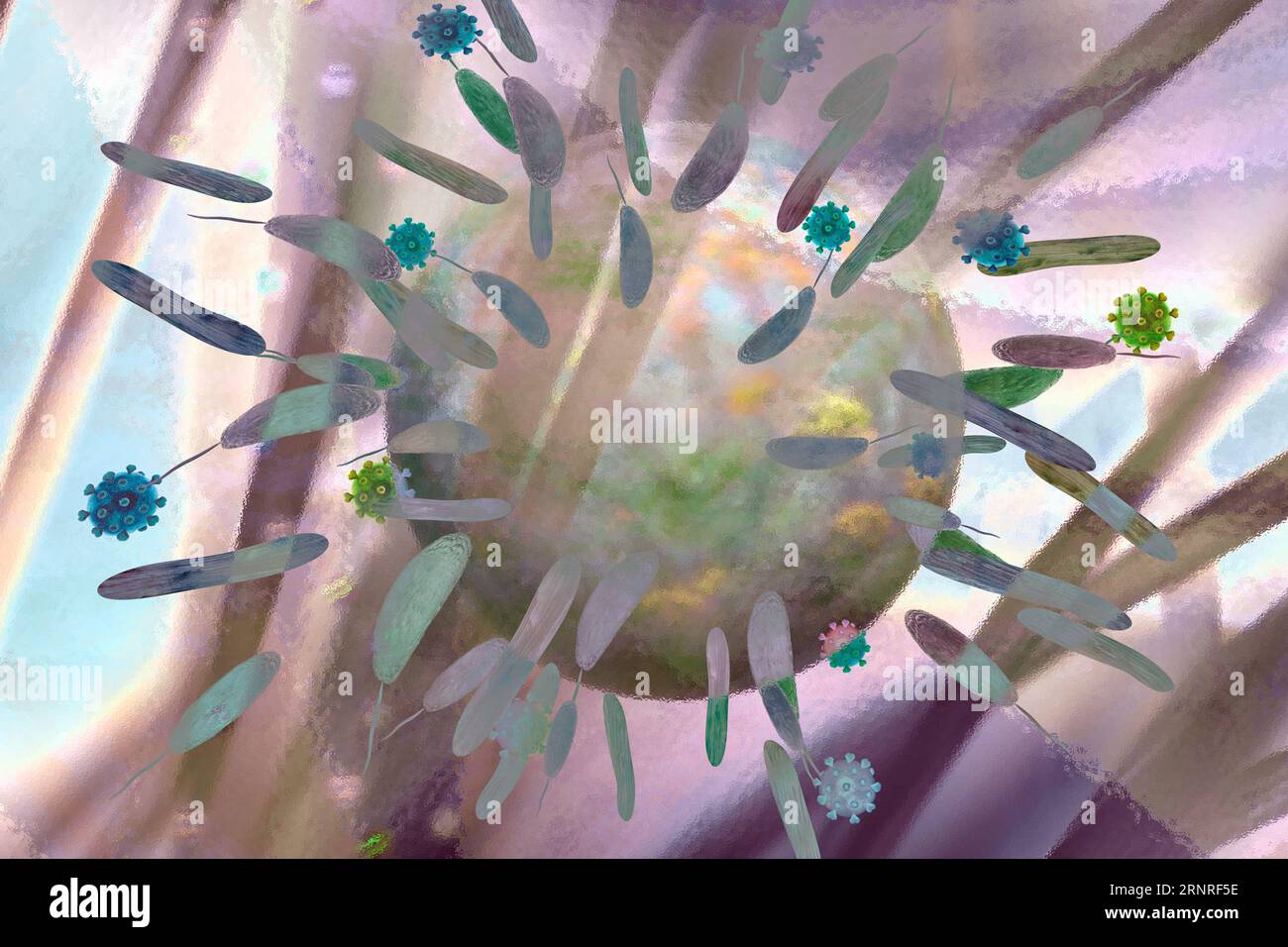 Bacteria and viruses attacking human cell, illustration Stock Photo - Alamy