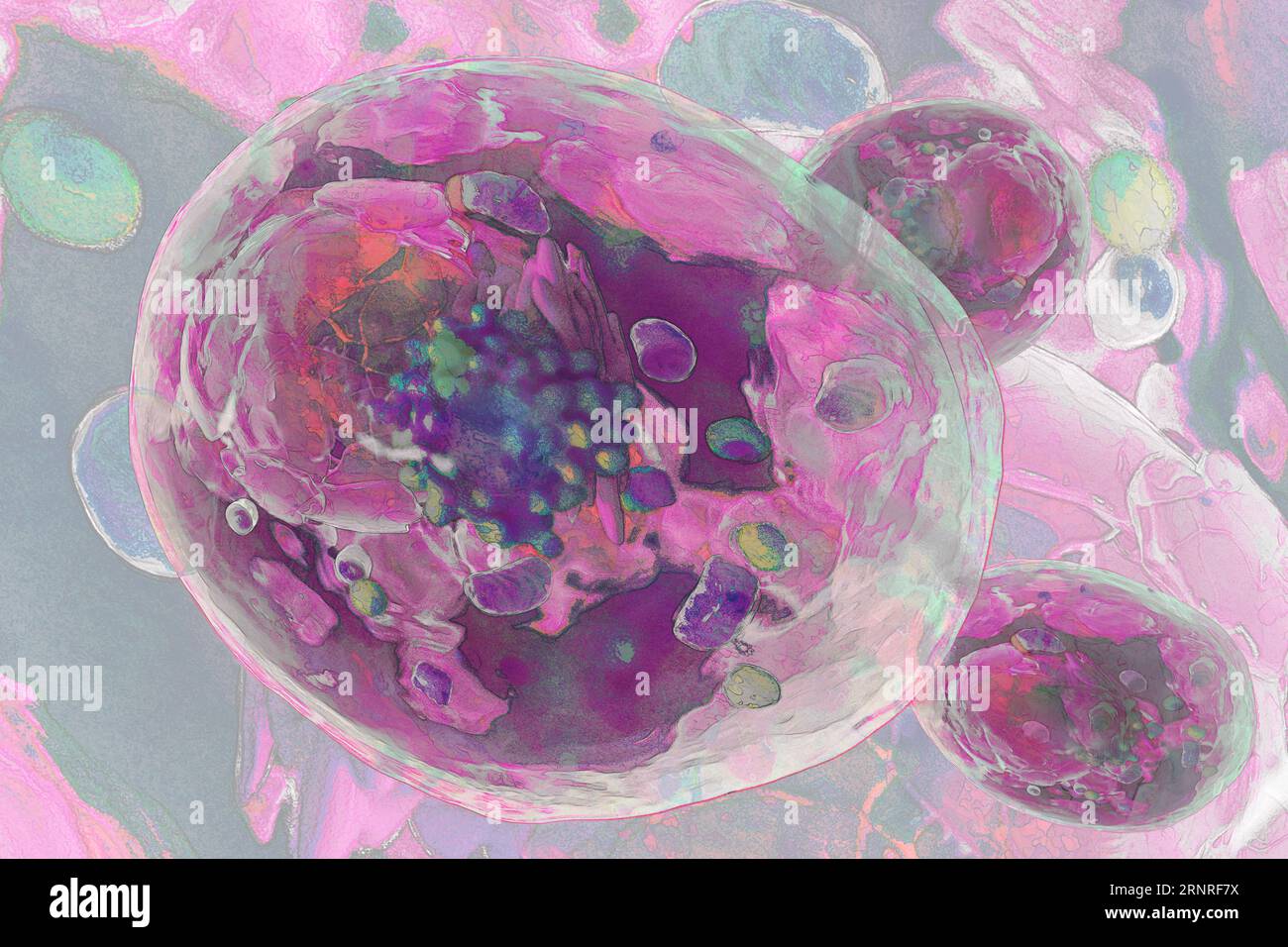 Human cells, illustration Stock Photo - Alamy
