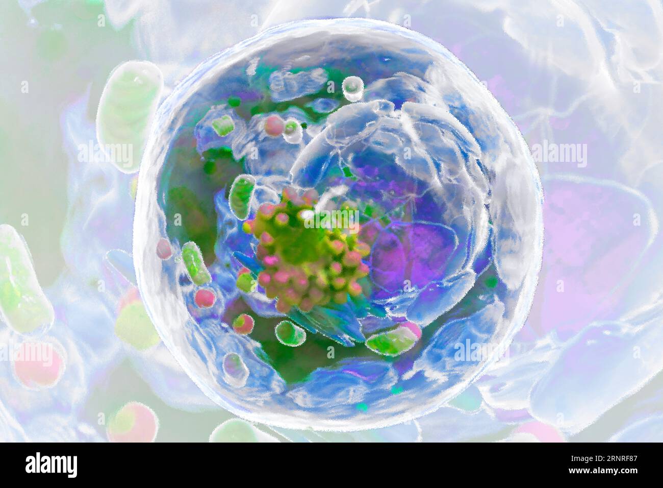 Human cell, illustration Stock Photo - Alamy