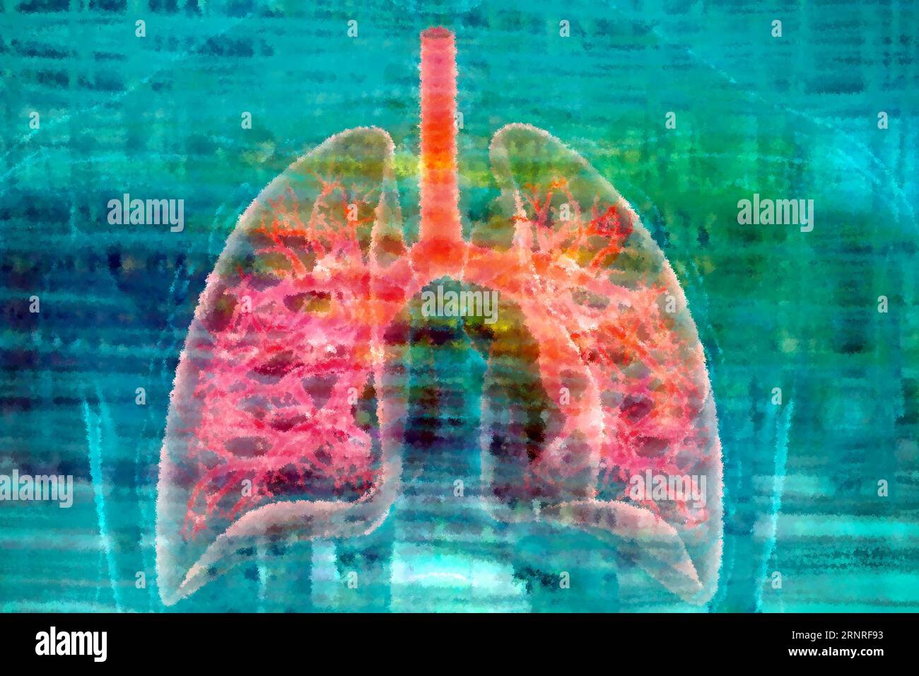 Human lungs, illustration Stock Photo - Alamy