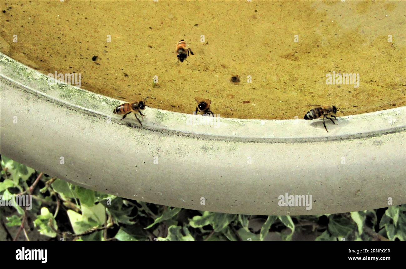 Honey Bees collecting water from a bird bath Stock Photo - Alamy