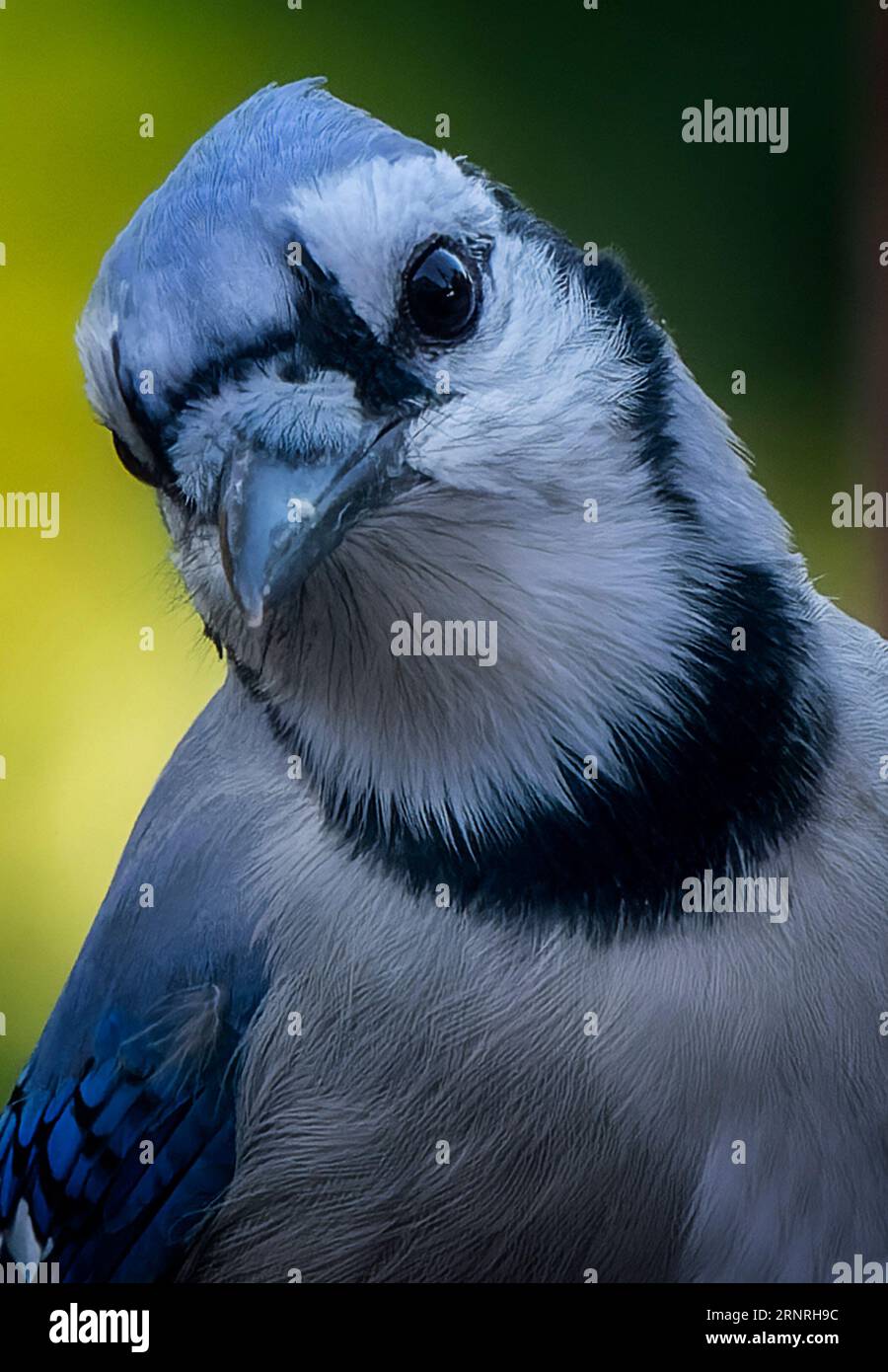 A Blue Jay arrives on the deck Stock Photo - Alamy