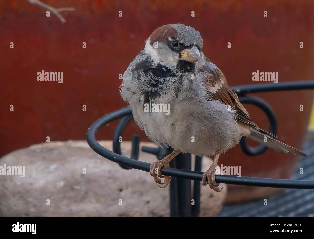 A tiny Sparrow arrives on the deck Stock Photo - Alamy