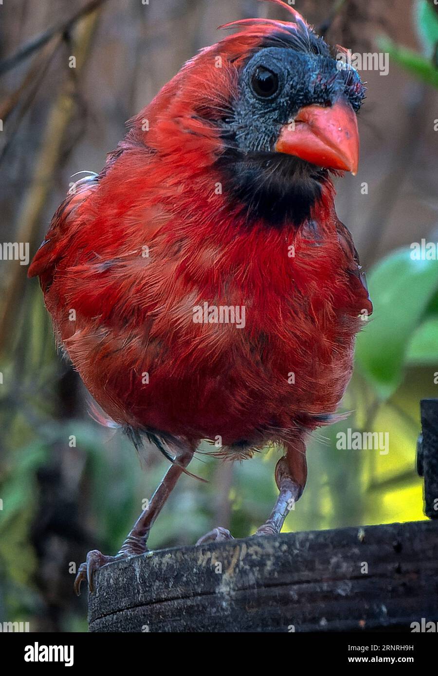 Handsome cardinal hi-res stock photography and images - Alamy