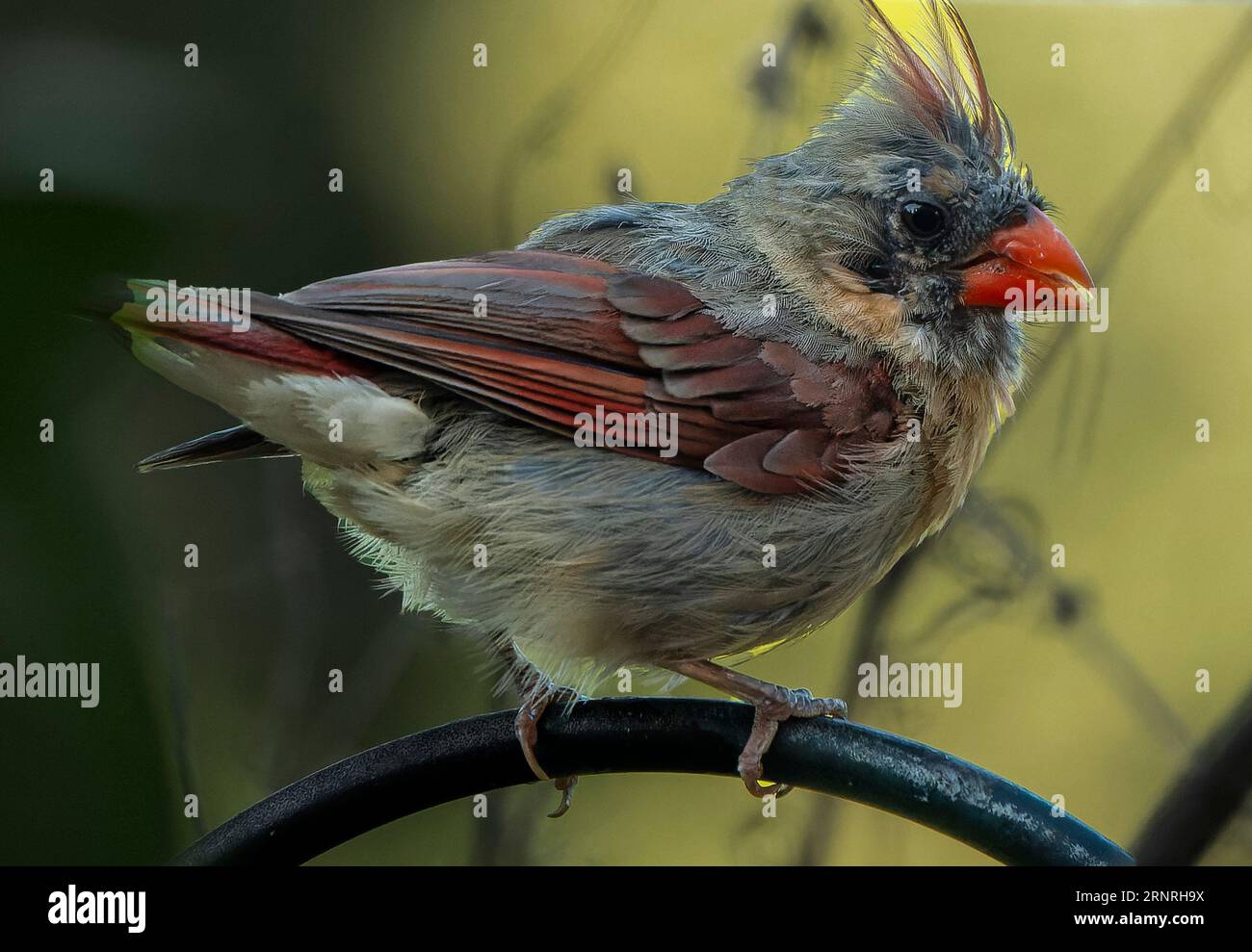 Handsome cardinal hi-res stock photography and images - Alamy