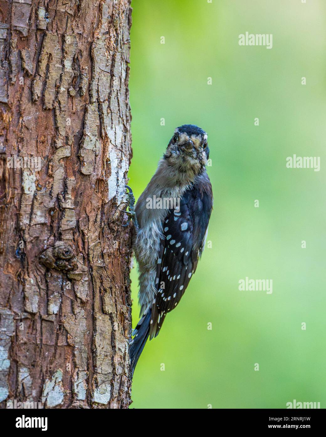 Female downy woodpecker on tree hi-res stock photography and images - Alamy