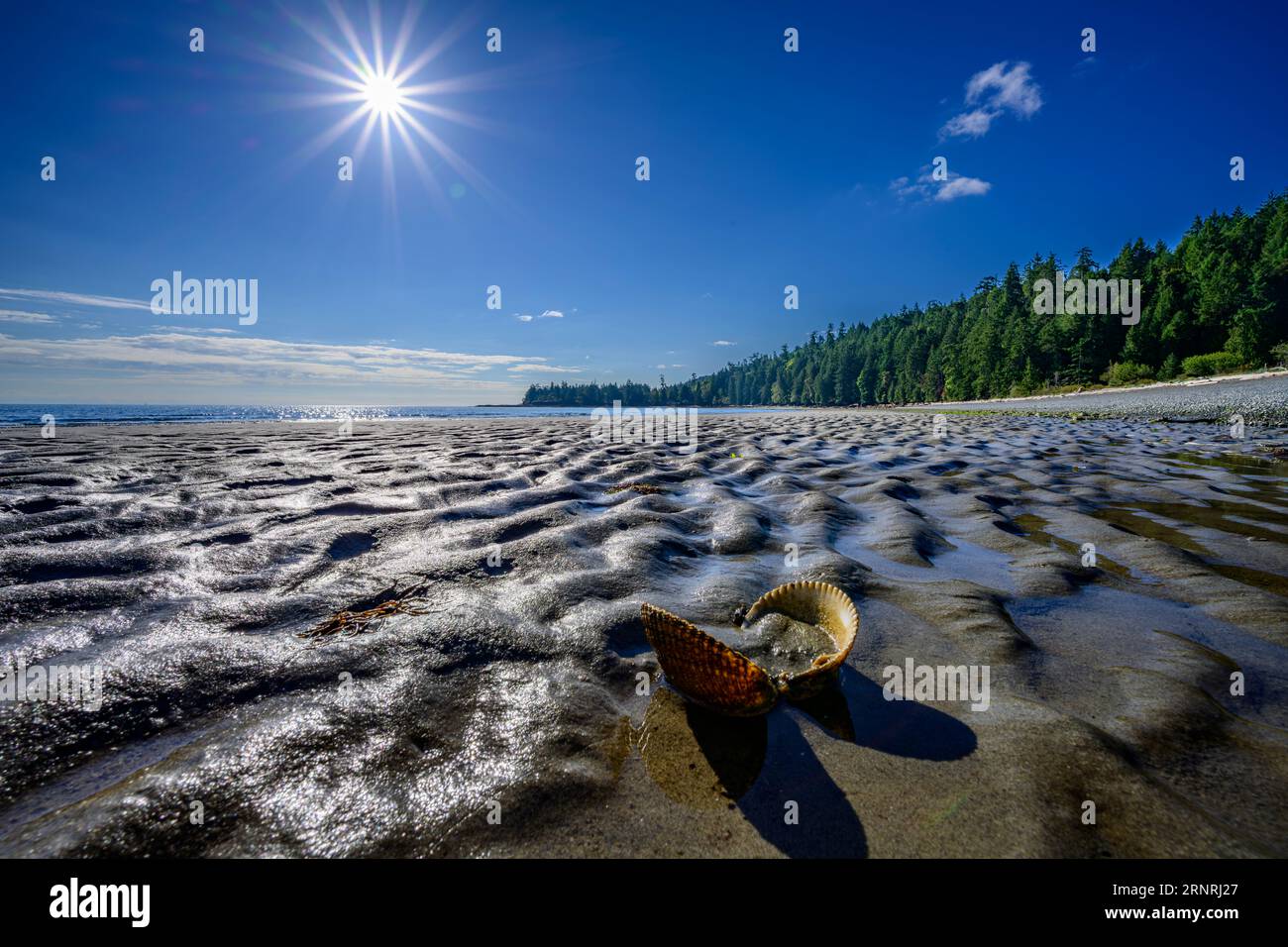 Open clam hi-res stock photography and images - Alamy