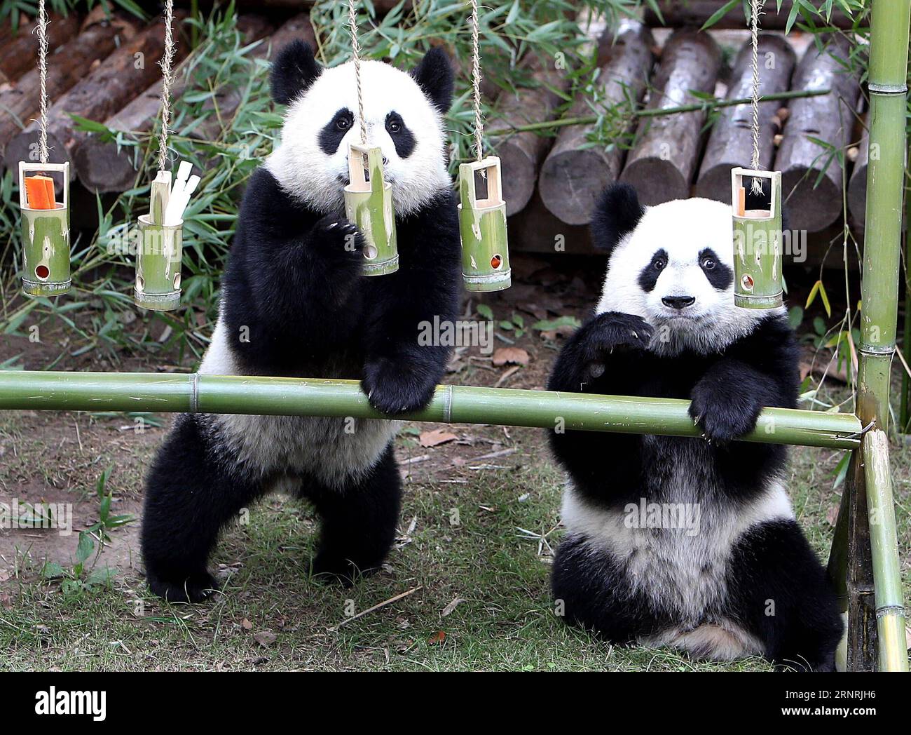 (171004) -- BEIJING , Oct. 4, 2017 -- A pair of giant panda cub twins ...