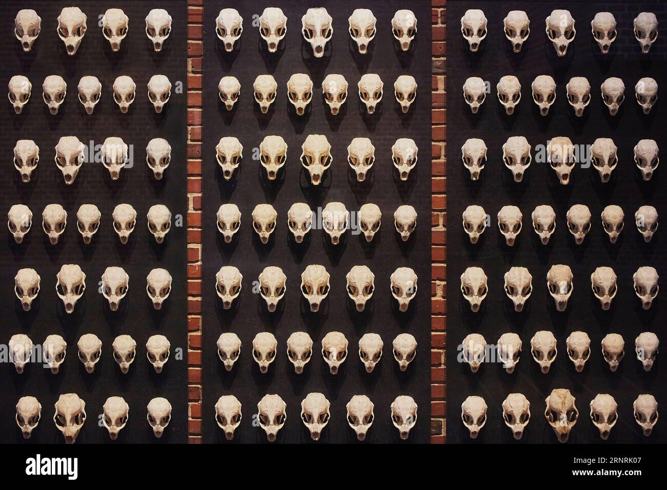 Small mammal skulls hi-res stock photography and images - Alamy