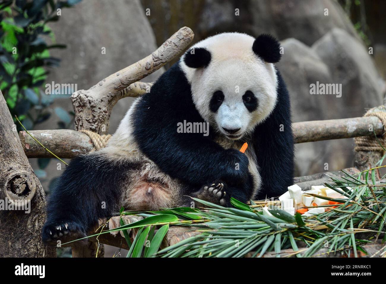 (171005) -- KUALA LUMPUR, Oct. 5, 2017 -- Giant panda Nuan Nuan eats at ...