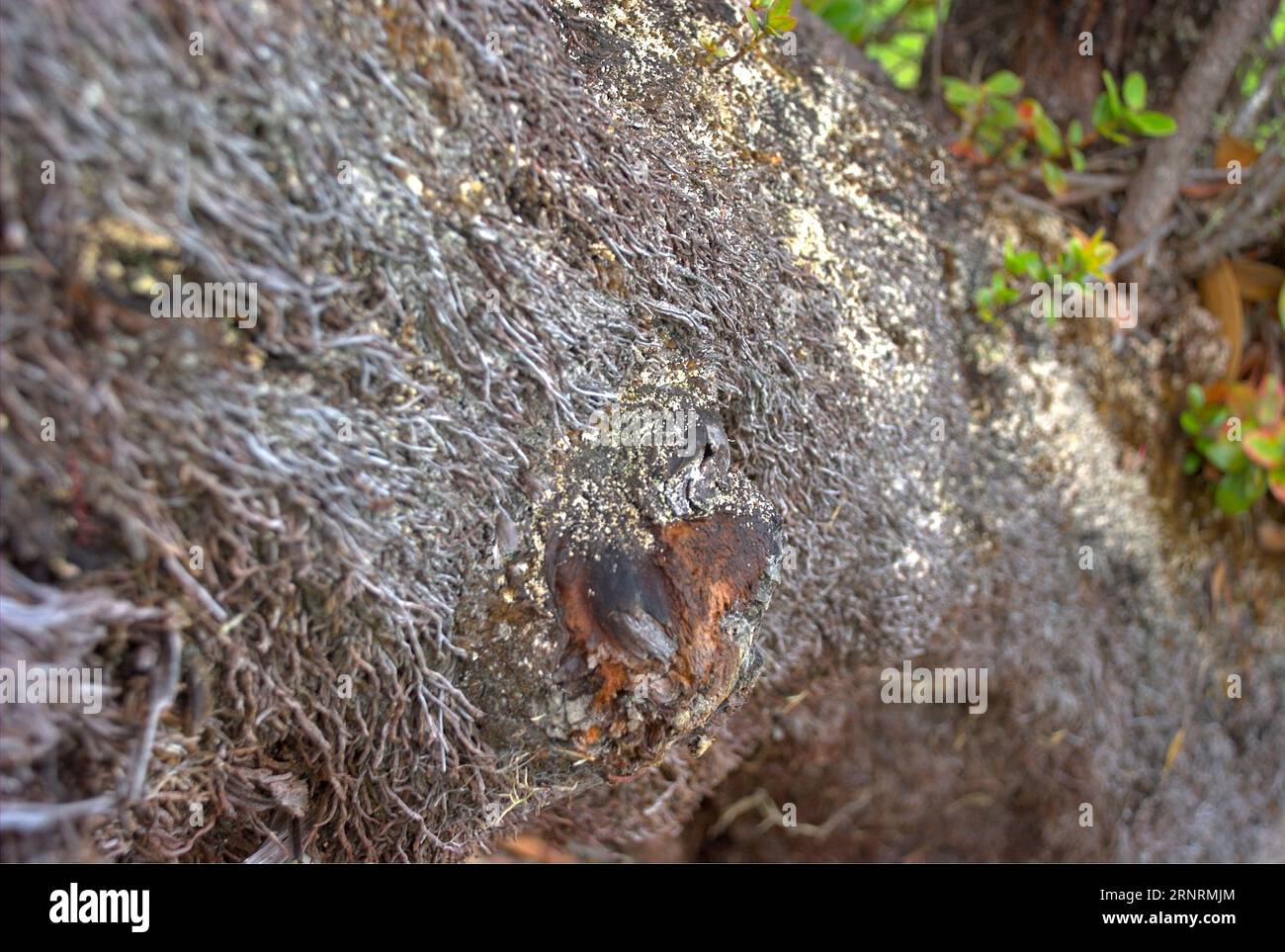 Strange trunk of trees in the forest - The strange forest Stock Photo ...