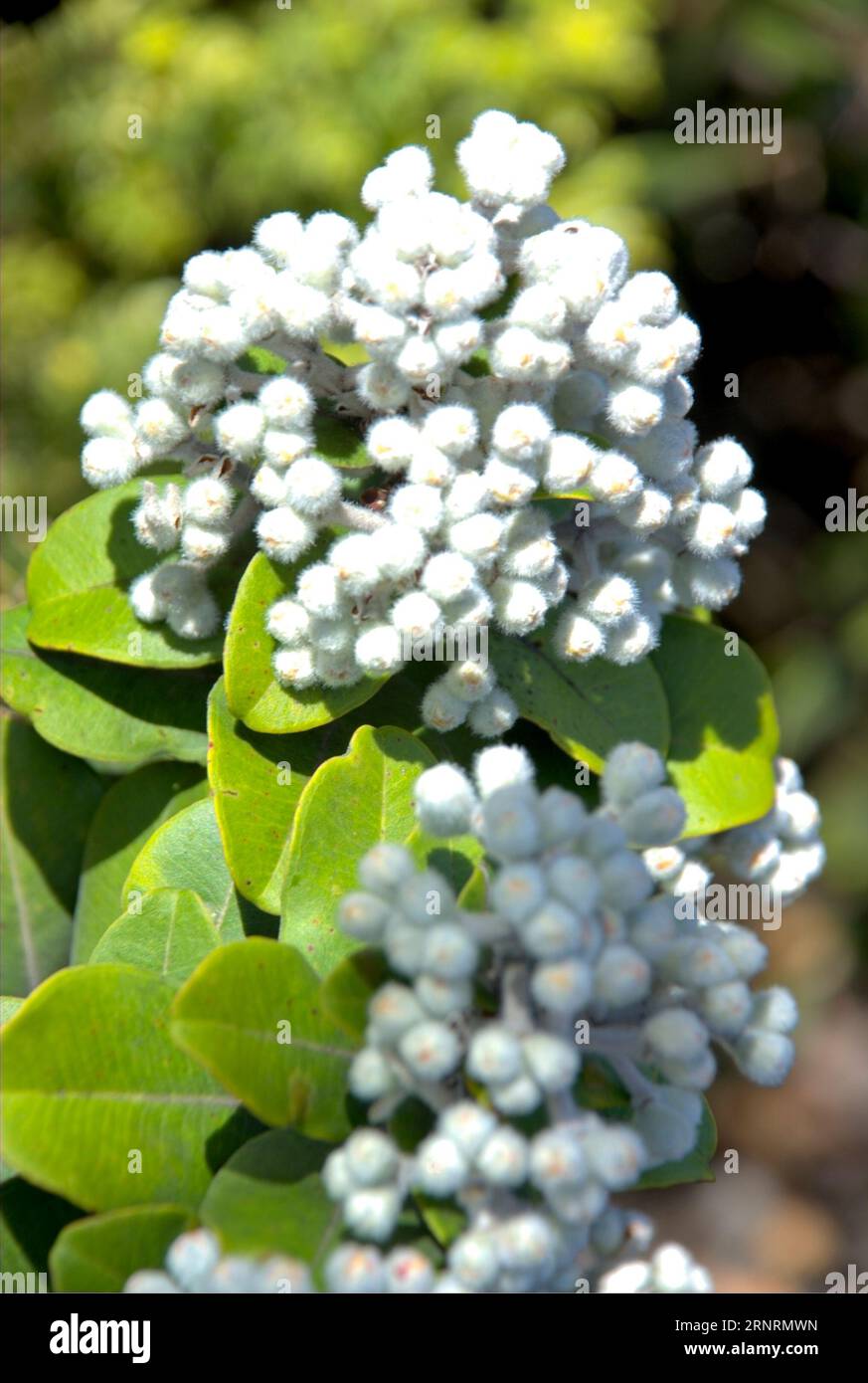 Background with flowerbed of small colorful flowers. Vibrant colorful ...