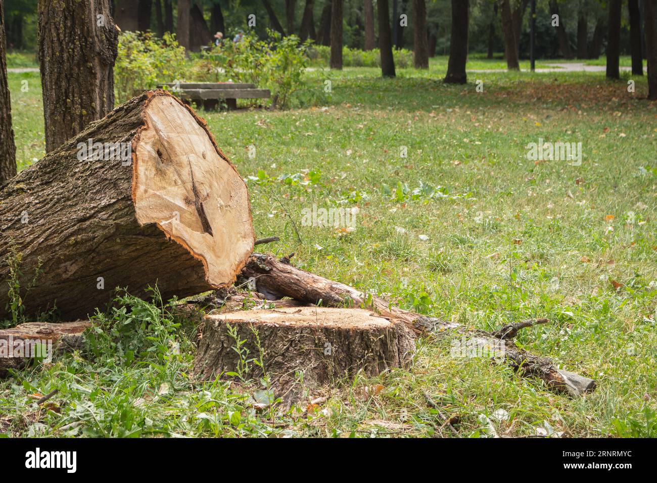 Cut down tree in park. Tree trunk with annual rings. Ecosystem concept. Tree stump in forest ...