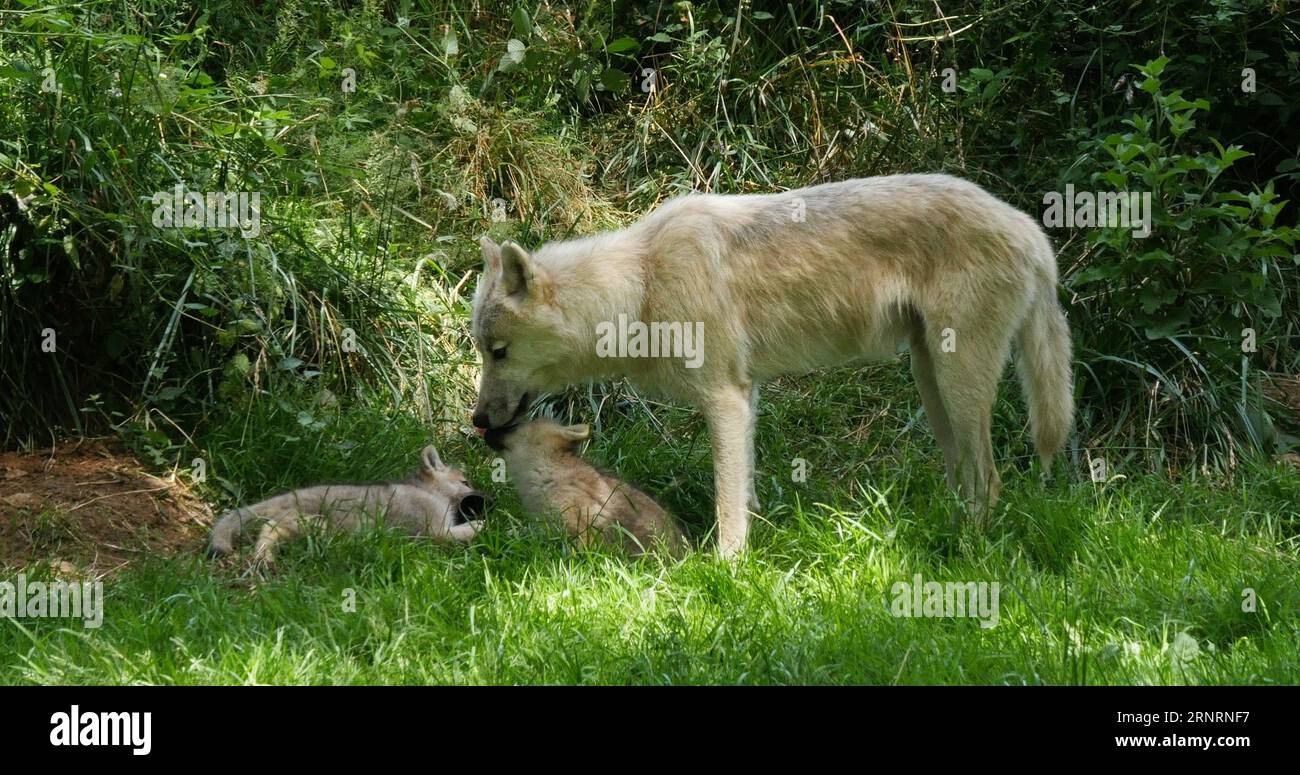 Arctic Wolf, canis lupus tundrarum, Mother and Cub standing near Den ...