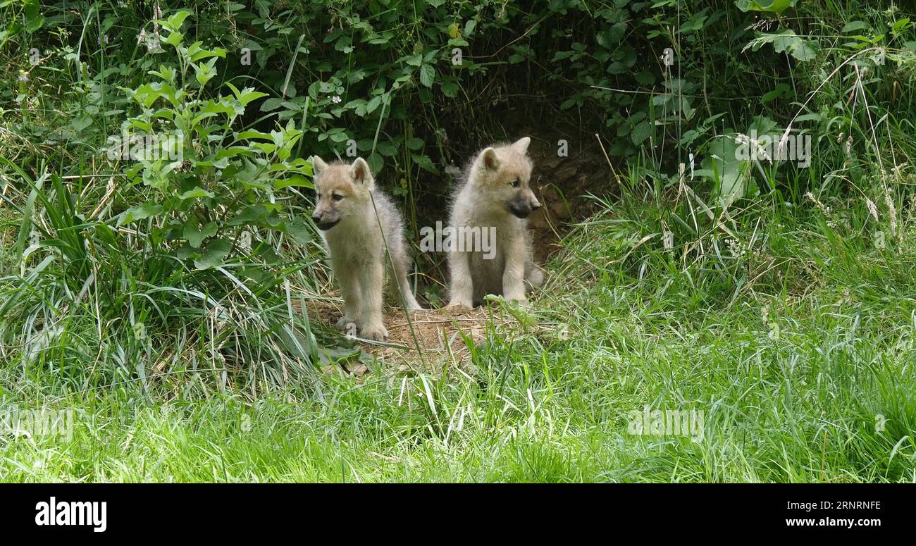Arctic Wolf, canis lupus tundrarum, Cub near Den Entrance Stock Photo ...