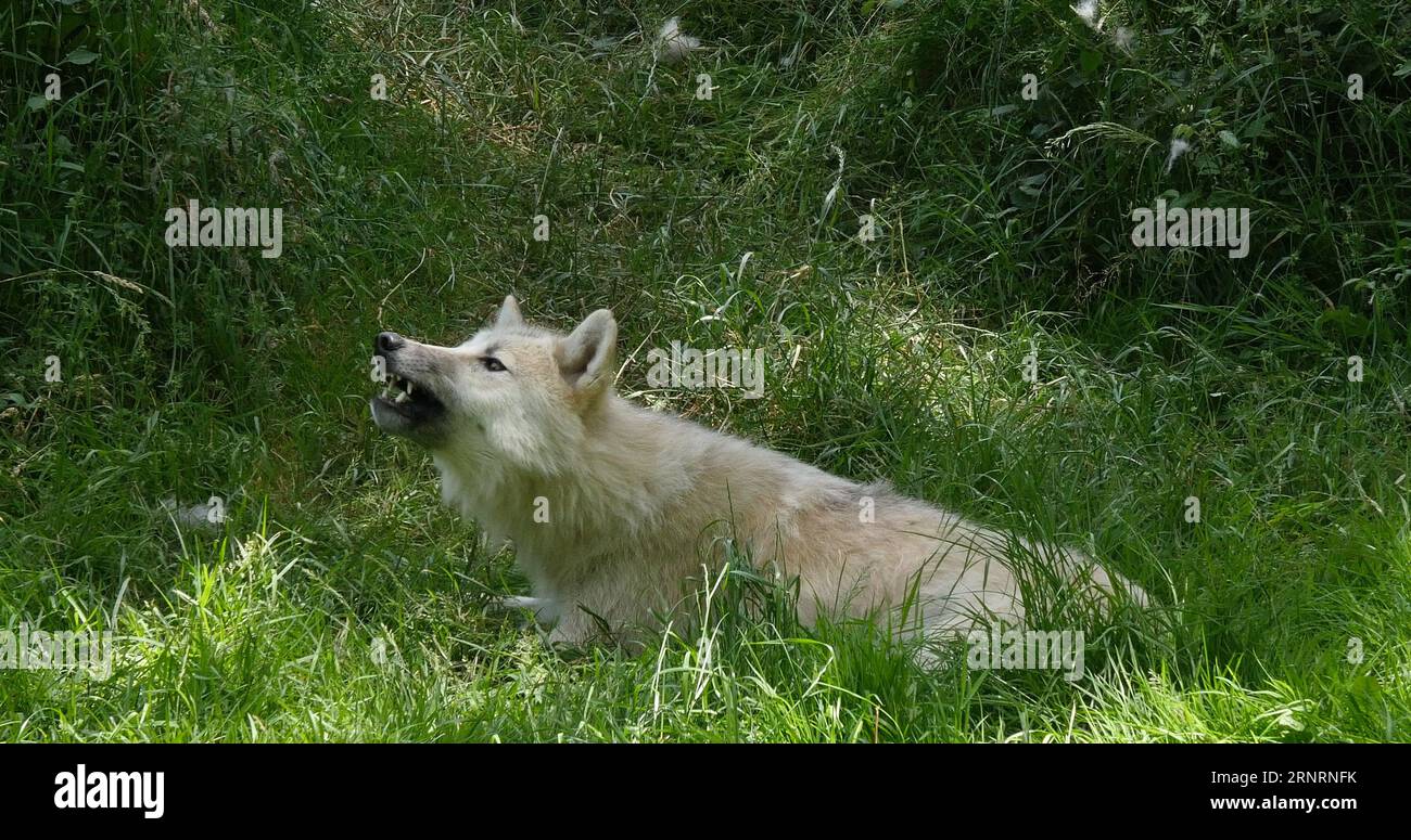 Female wolf laying down hi-res stock photography and images - Alamy