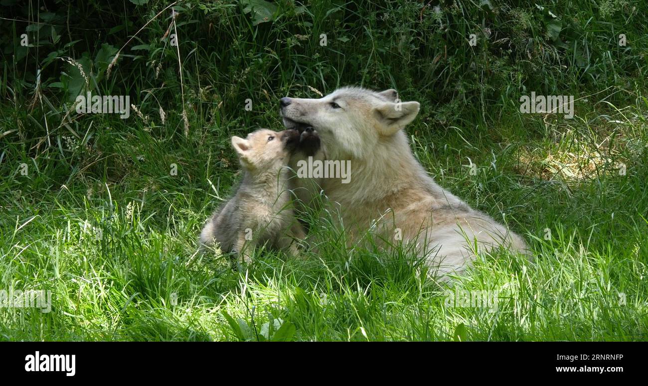Alaska wolf cub hi-res stock photography and images - Alamy