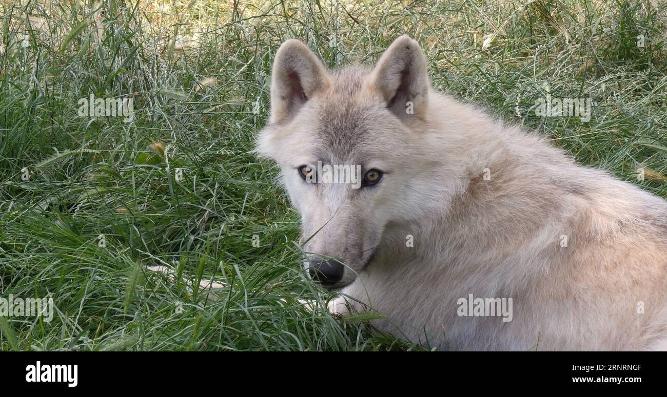 Female wolf laying down hi-res stock photography and images - Alamy