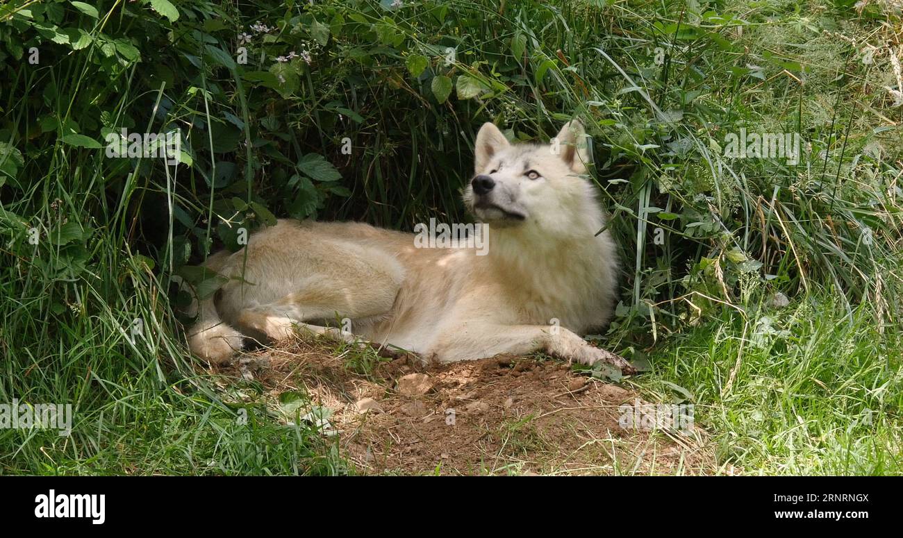 Arctic Wolf, canis lupus tundrarum, Female laying at Den Entrance Stock ...
