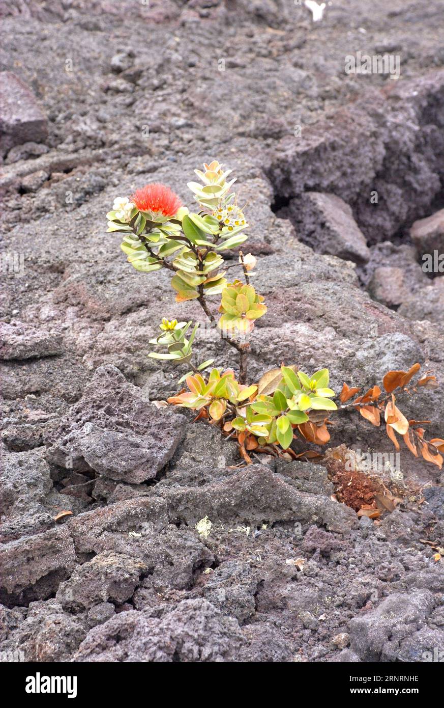 Lava background with flowerbed of small colorful flowers. Vibrant ...
