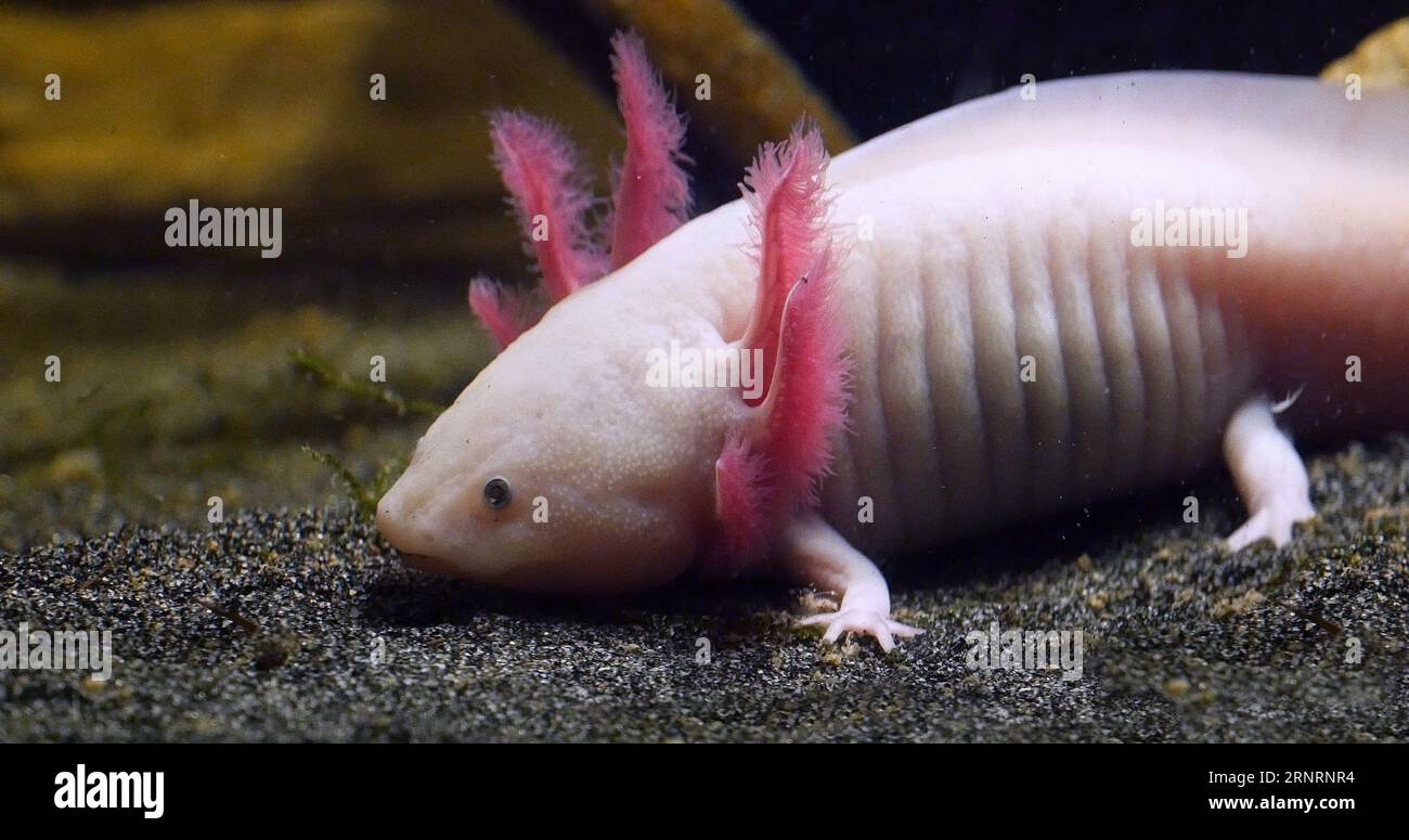 Axolotl, ambystoma mexicanum Stock Photo - Alamy