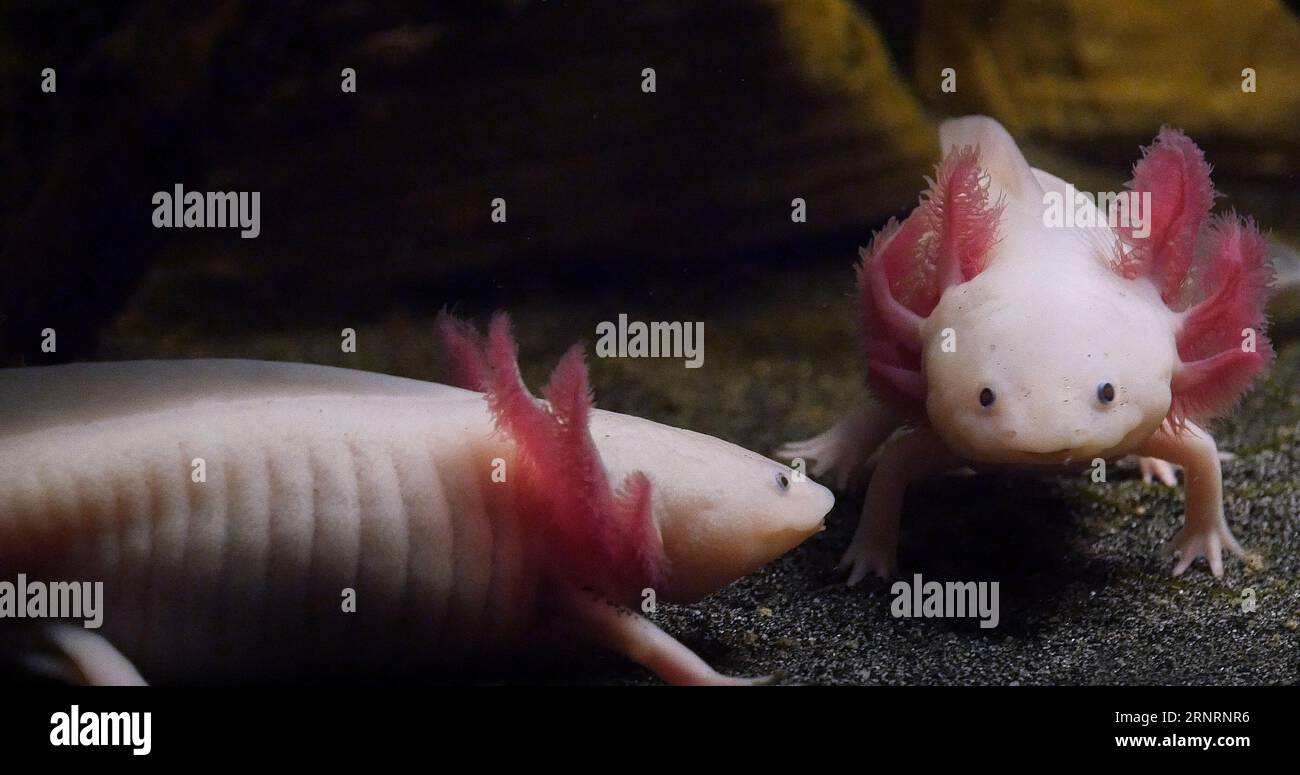 Axolotl, ambystoma mexicanum, Pair Stock Photo - Alamy