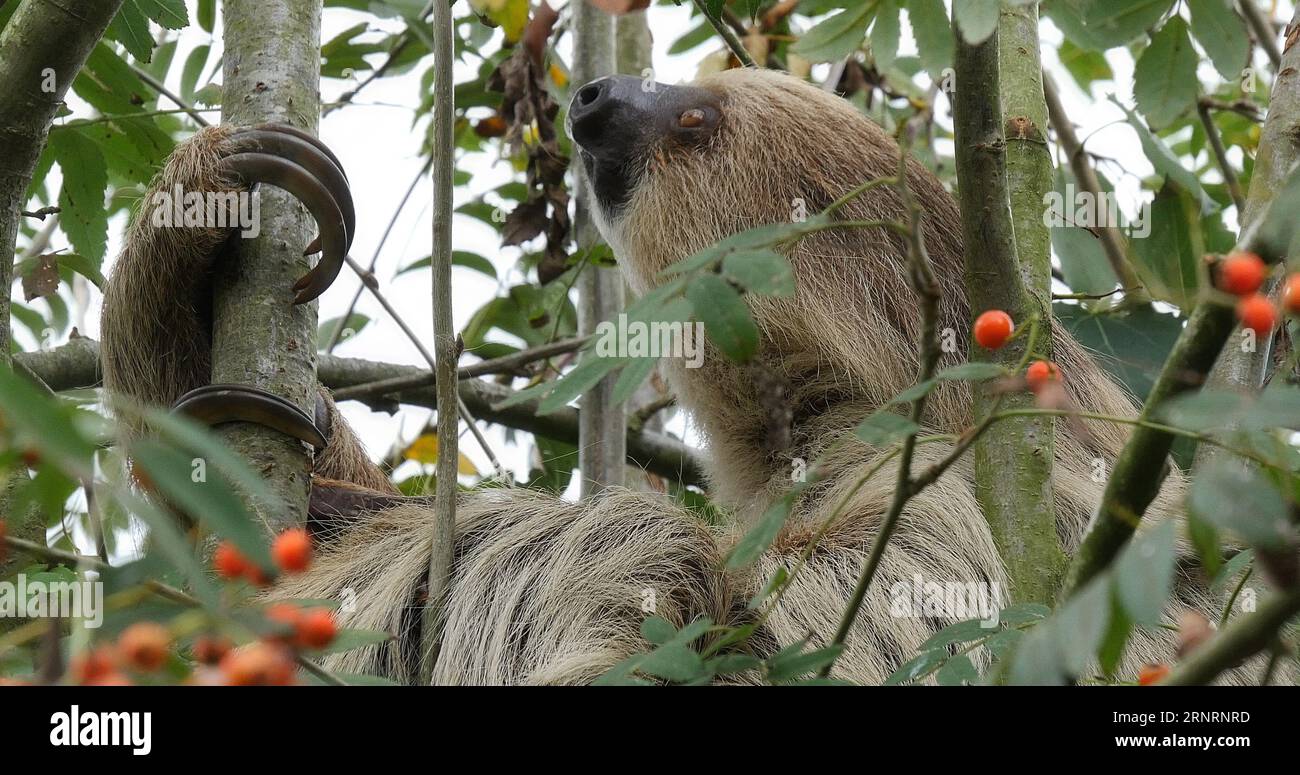 Two Toed Sloth, choloepus didactylus, Adult Hanging from Branch Stock ...