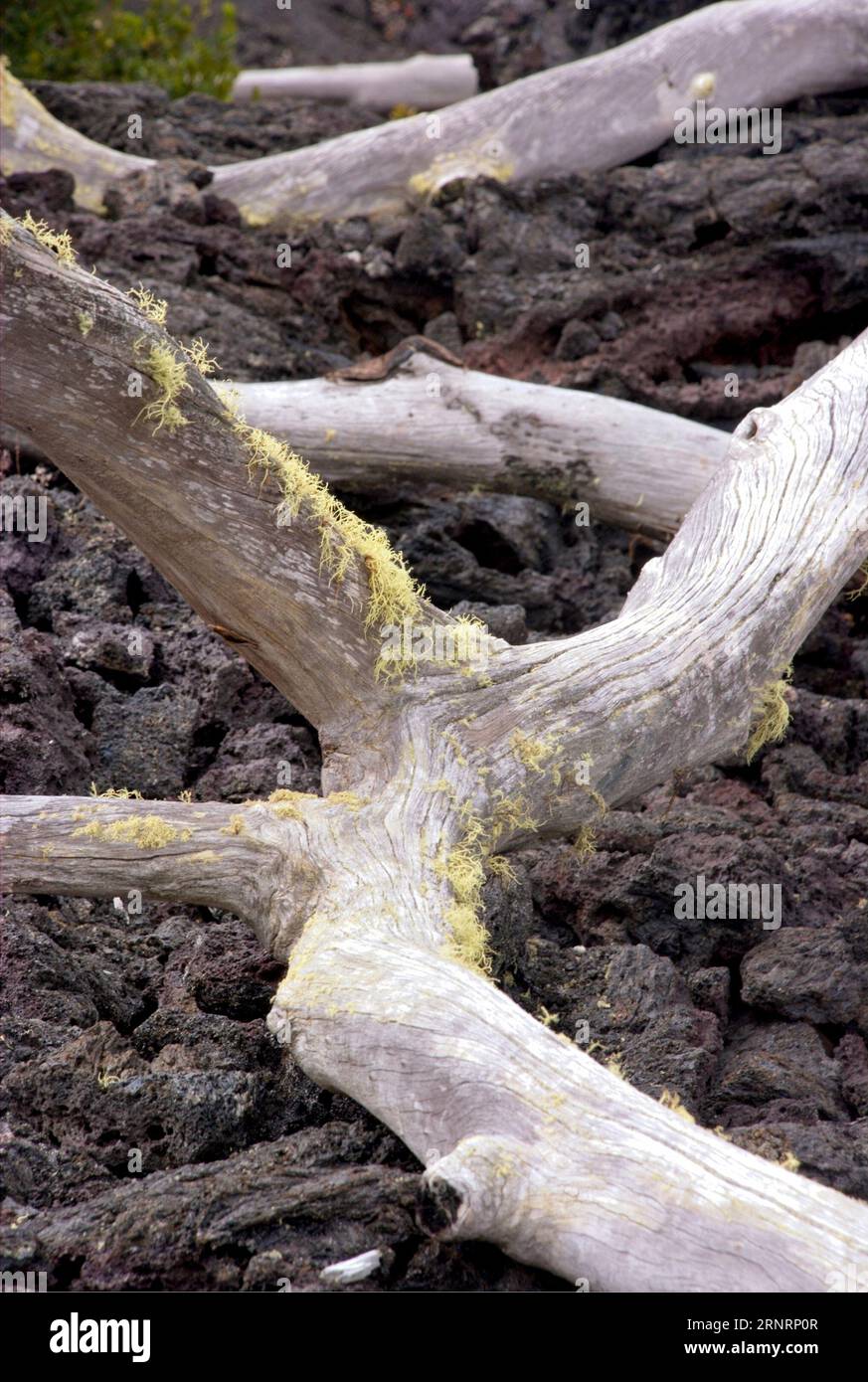 Strange trunk of trees in the forest with lava background - The strange ...
