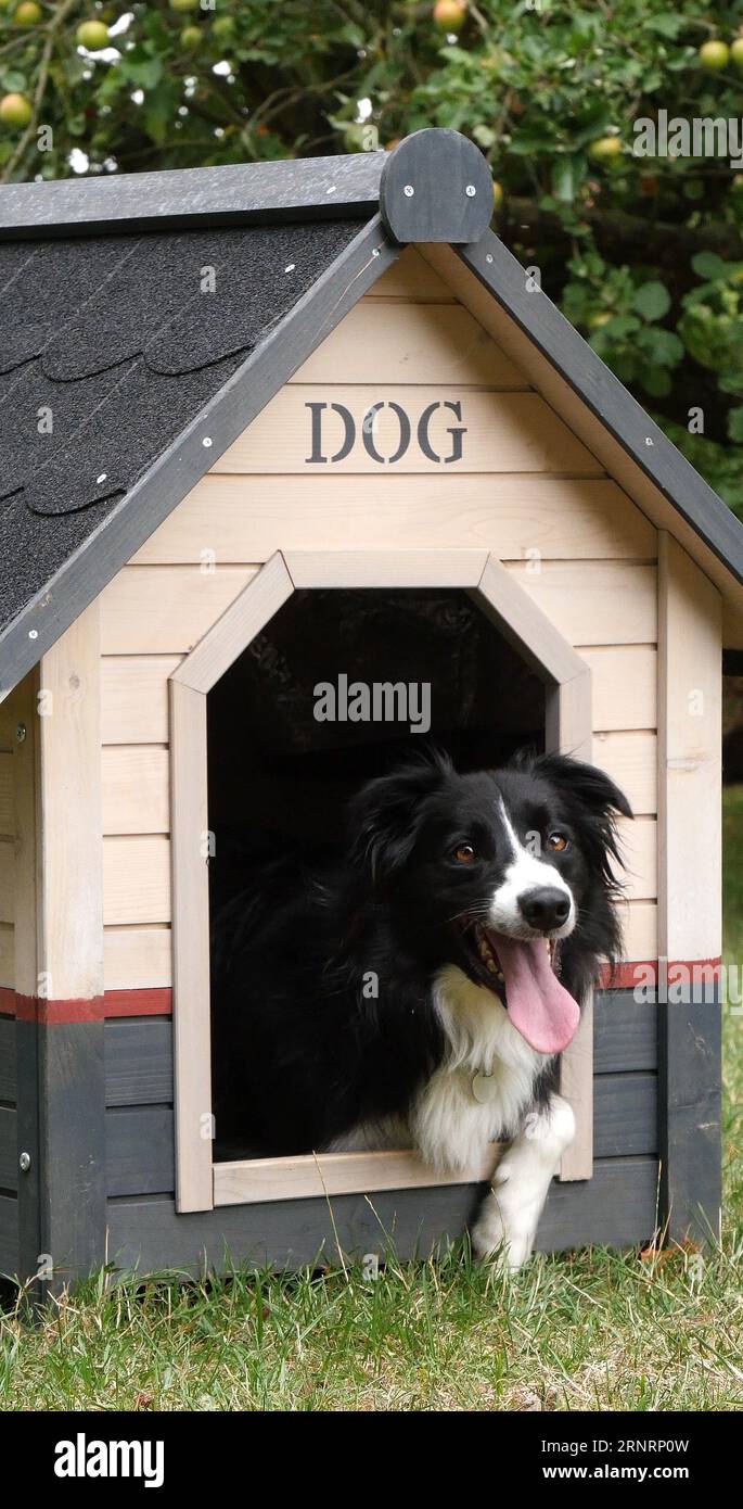 Border Collie Dog in its Dog House, male, Picardy in France Stock Photo ...