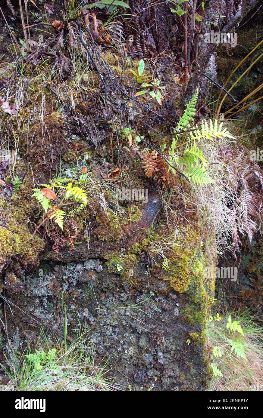 Trail entrance at a treehouse in the rainforest near Hilo and Volcano ...